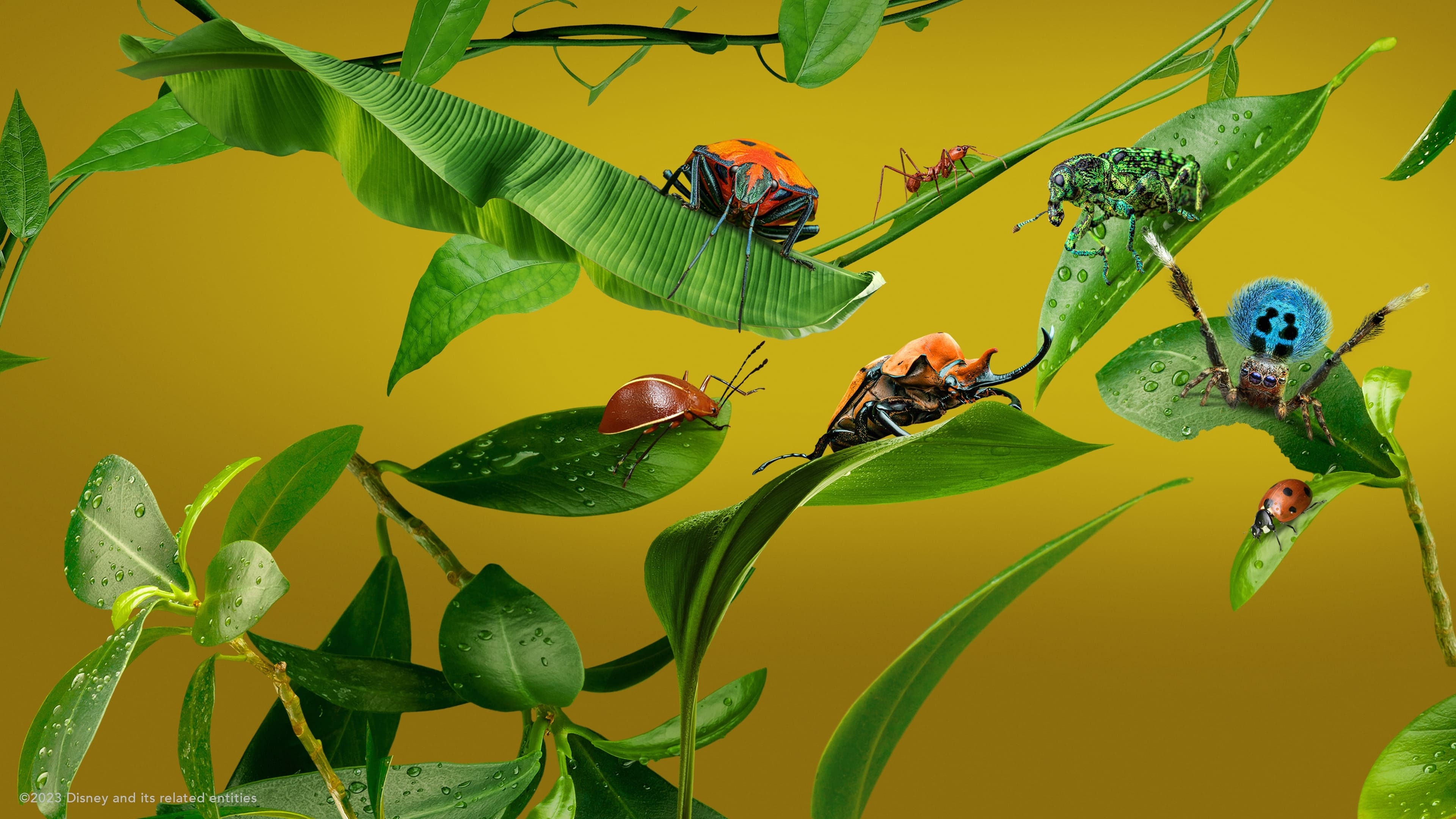 A Real Bug's Life | Tunefind